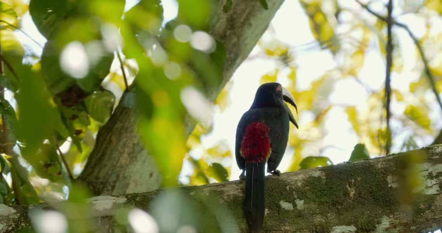Collared Aracari Toucan - Pteroglossus torquatus image - Free stock ...