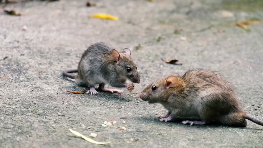 Rat eating food image - Free stock photo - Public Domain photo - CC0 Images