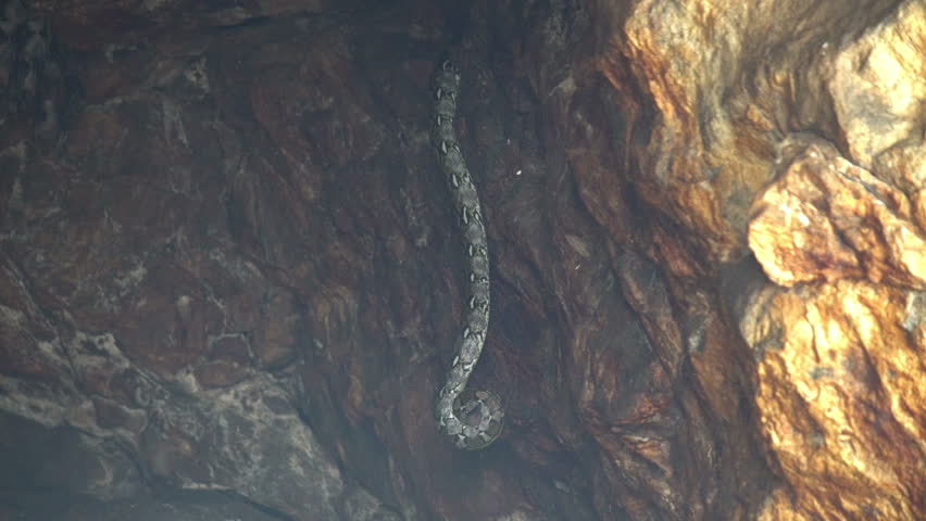 Reticulated Python In A Bat Cave In Thailand Stock Footage Video 126244 ...