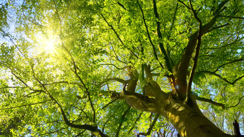 Sunshine through the Trees image - Free stock photo - Public Domain ...