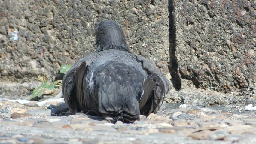 A Pigeon is Cleaning its Stockbeeldmateriaal en -video's (100% ...