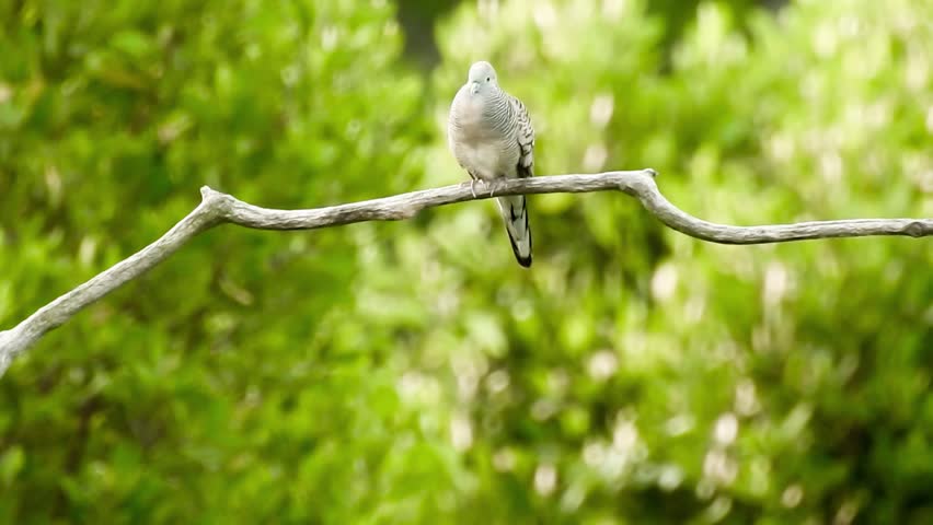 Footage of the Birds (merbok Stock Footage Video (100% Royalty-free ...