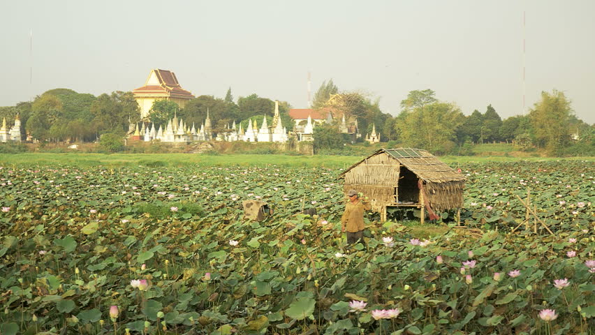 Farmer Carrying Lotus Seed Pods On Shoulders In The Field With A Pagoda ...