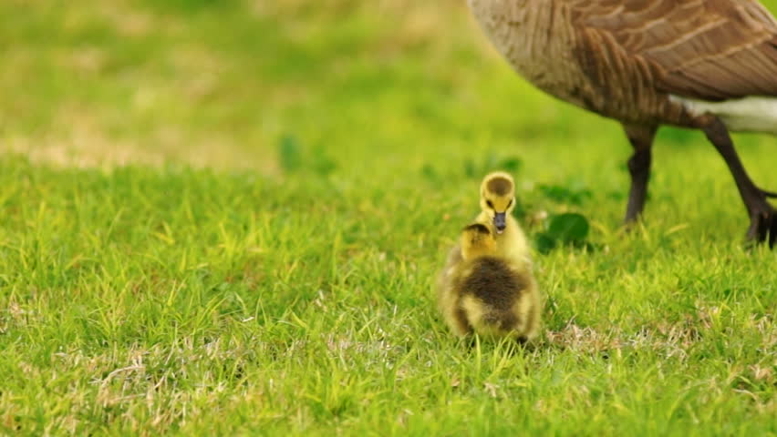 Young yellow goslings image - Free stock photo - Public Domain photo ...