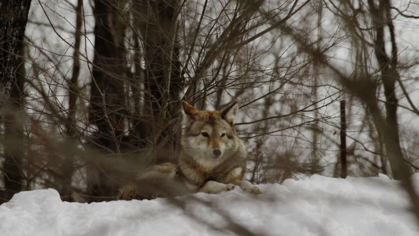 Wolf sitting in the snow image - Free stock photo - Public Domain photo ...