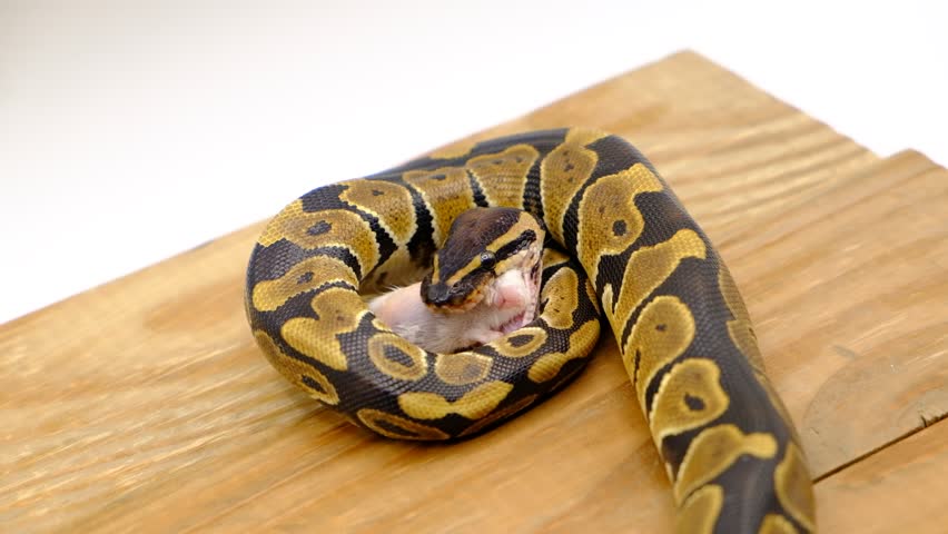 Python Eats Rat Stock Video Footage - 4K and HD Video Clips | Shutterstock