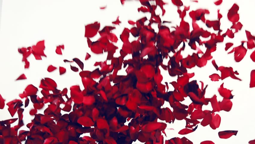 Red Rose Petals are Thrown Stock Footage Video (100% Royalty-free ...