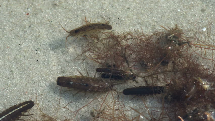Stock Video Clip of Valvifera Marine Isopod Crustaceans in search for ...