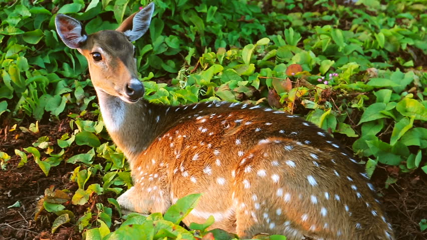 Deer in the flower meadow image - Free stock photo - Public Domain ...