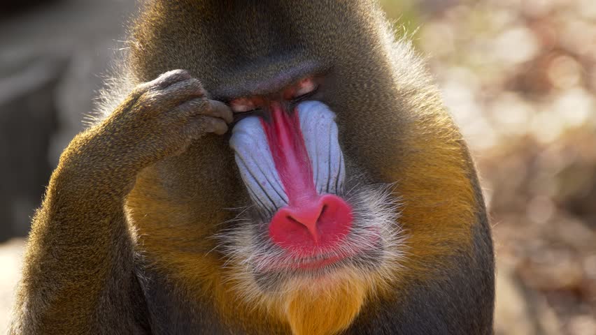 Mandrill Face - Mandrillus sphinx image - Free stock photo - Public ...