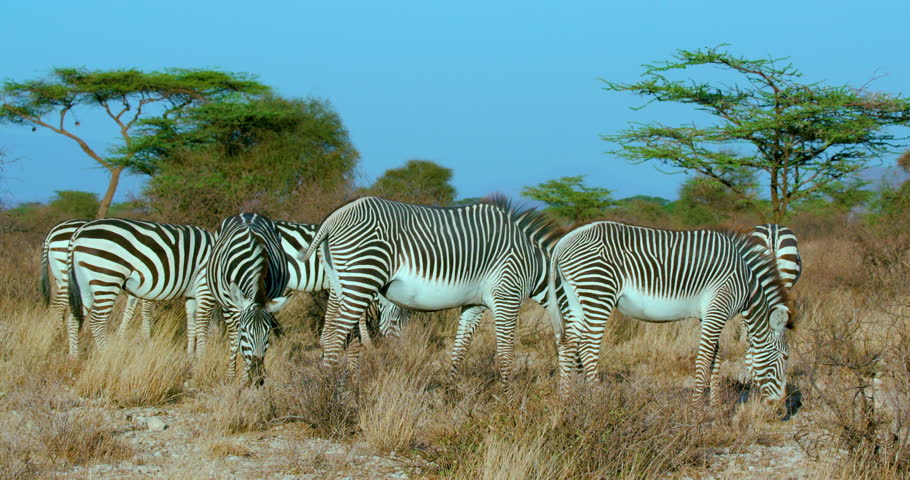 Grevy's Zebra image - Free stock photo - Public Domain photo - CC0 Images