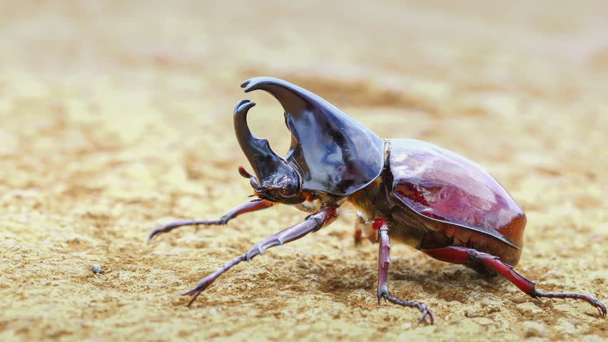 Strong Beetle Stock Video Footage - 4K and HD Video Clips | Shutterstock