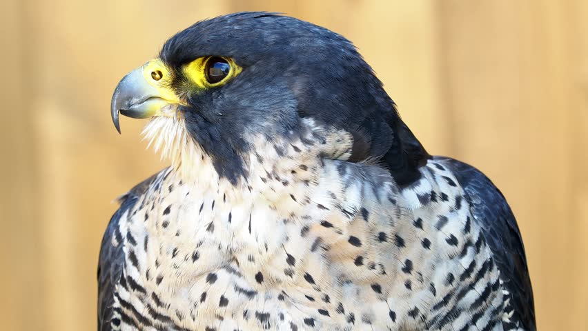 Peregrine Falcon Perched image - Free stock photo - Public Domain photo ...