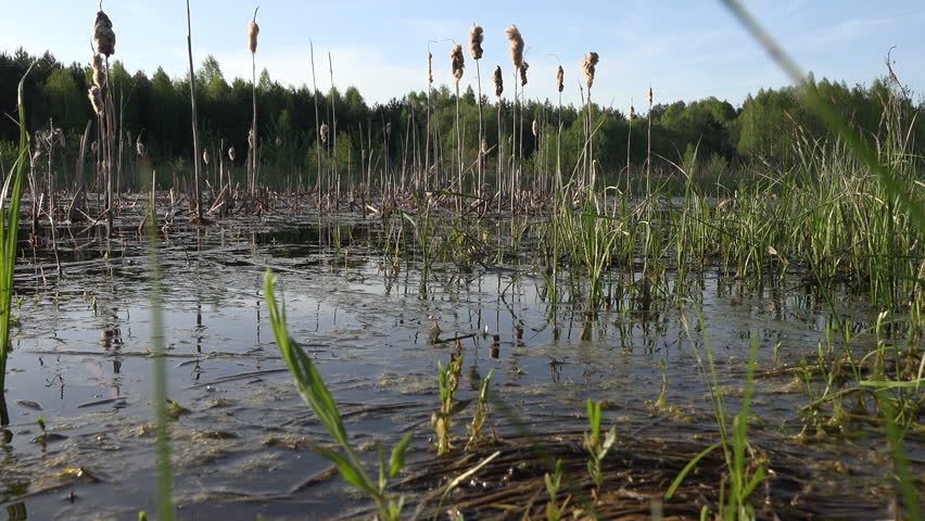 Lake, Swamp, and Wetlands landscape image - Free stock photo - Public ...