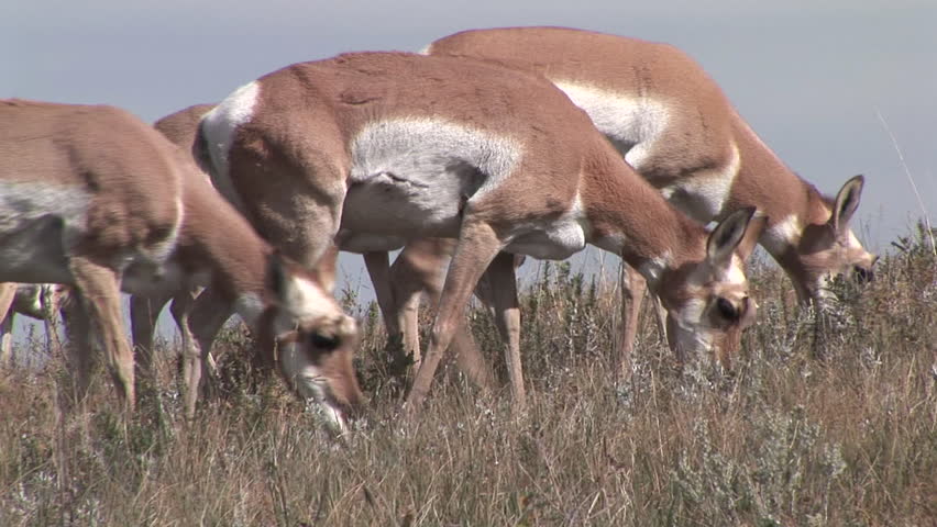 Pronghorn Antelope - Antilocapra americana image - Free stock photo ...