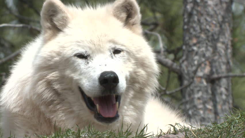 Wolf Adult Lone Panting Breathing Stock Footage Video (100% Royalty ...