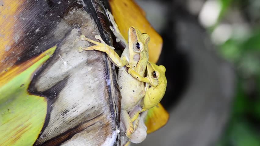 Frog Catching A Fly Stock Footage Video 2351537 | Shutterstock