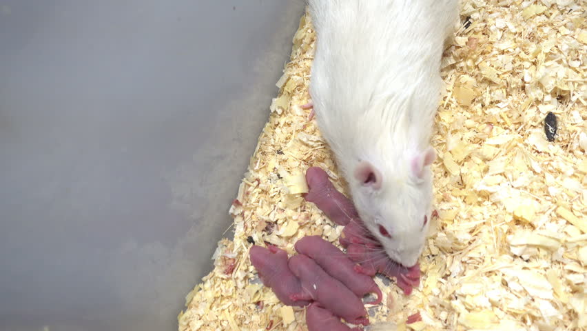 Rat eating food image - Free stock photo - Public Domain photo - CC0 Images