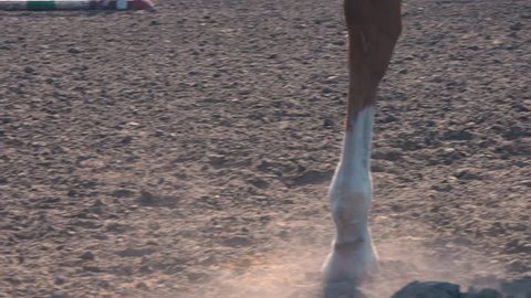 Defecating Horse Stock Video Footage - 4K and HD Video Clips | Shutterstock