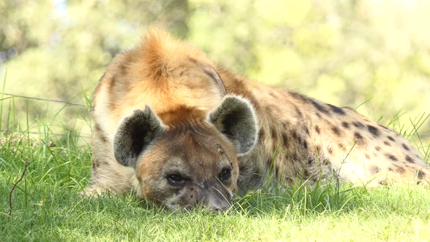 Two Hyenas in the Wild image - Free stock photo - Public Domain photo ...