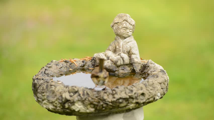 Robin taking a bath in a puddle image - Free stock photo - Public ...