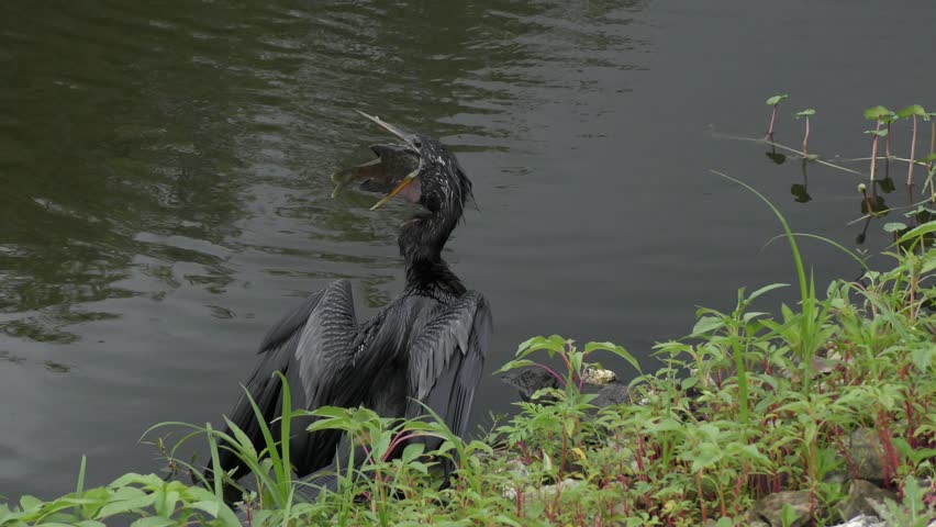 Anhinga Bird image - Free stock photo - Public Domain photo - CC0 Images