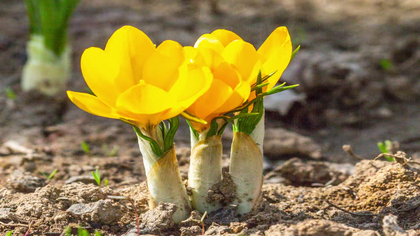 Saffron Stock Video Footage - 4K and HD Video Clips | Shutterstock