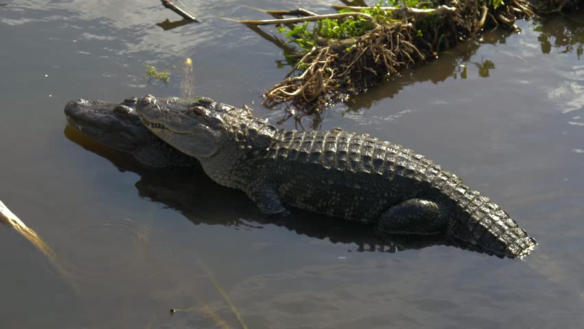 Alligators Male and Female During Stock Footage Video (100% Royalty ...