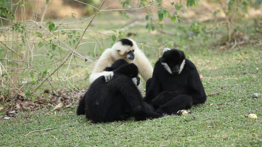 Gibbon Stock Video Footage - 4K and HD Video Clips | Shutterstock