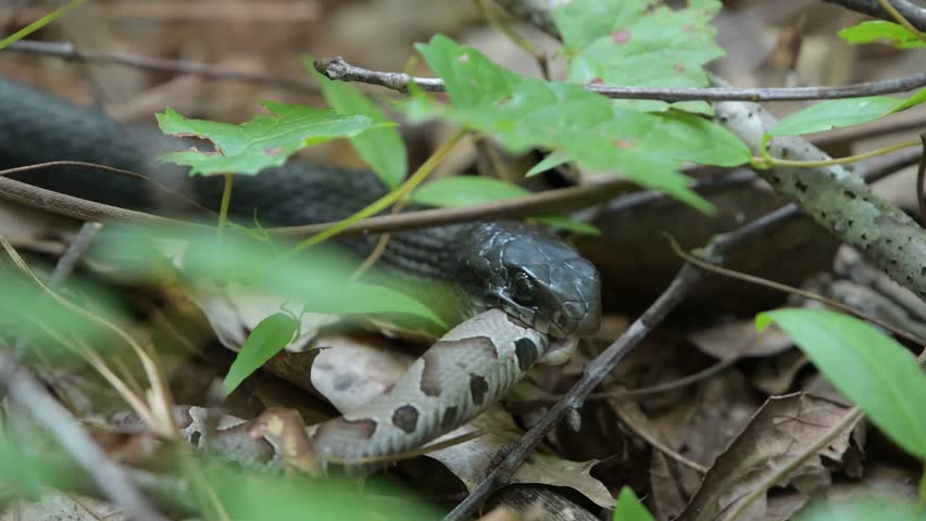 Vídeo stock de Black Snake Eats Copperhead (100% livre de direitos ...