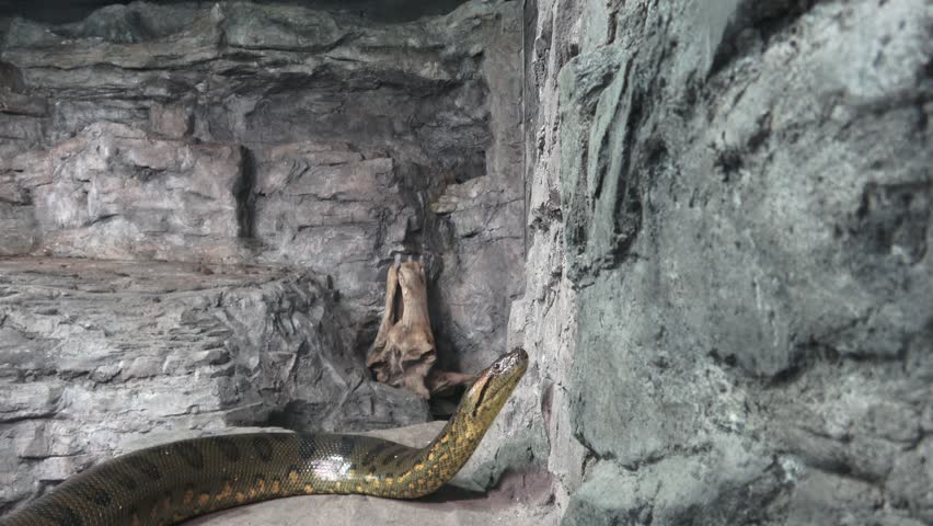 Green Anaconda image - Free stock photo - Public Domain photo - CC0 Images