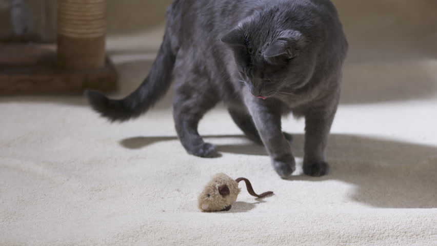 Cat playing with toy mouse image - Free stock photo - Public Domain ...