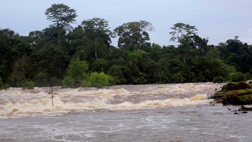 Tropical River Floods The African Jungle, Close-up, Equatorial Guinea ...