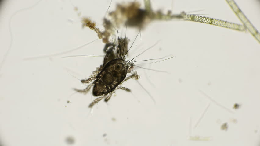 Farina Stock Video Footage - 4K and HD Video Clips | Shutterstock