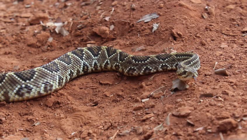 Diamondback Rattlesnake Wallpaper