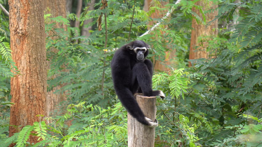 Gibbon Stock Video Footage - 4K and HD Video Clips | Shutterstock