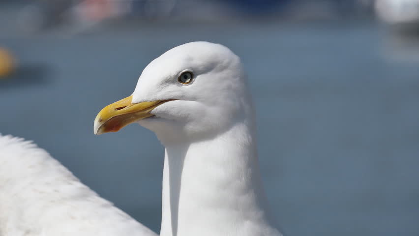 Close-up of seagull head image - Free stock photo - Public Domain photo ...