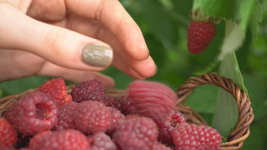 Boxes of Raspberries image - Free stock photo - Public Domain photo ...