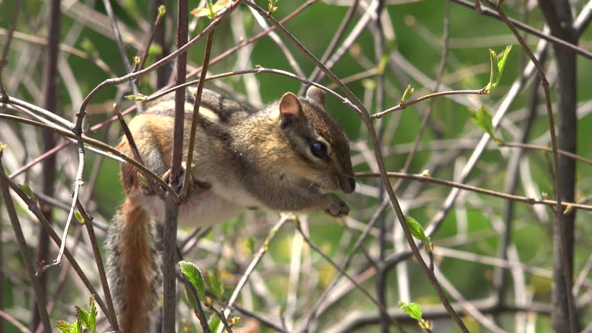 Eastern Chipmunk image - Free stock photo - Public Domain photo - CC0 ...