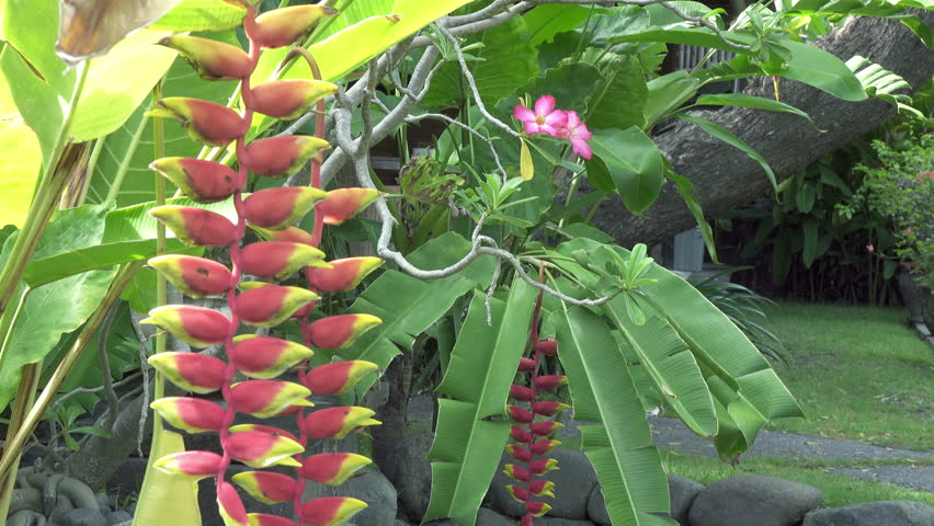 Parakeet Flower Heliconia Psittacorum. Plants Stock Footage Video (100% ...