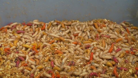 Maggot Stock Video Footage - 4K and HD Video Clips | Shutterstock