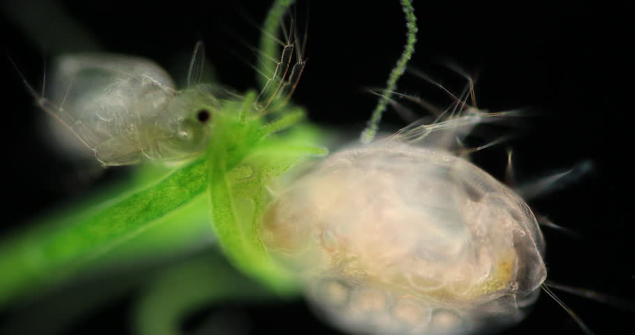 Hydra Eating Water Fleas (daphnia Stock Footage Video (100% Royalty ...