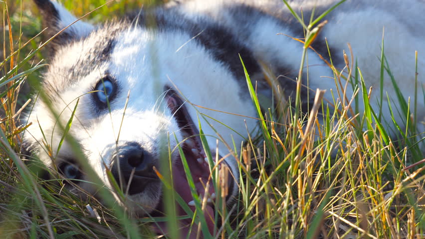 Siberian Husky with Tongue sticking out image - Free stock photo ...