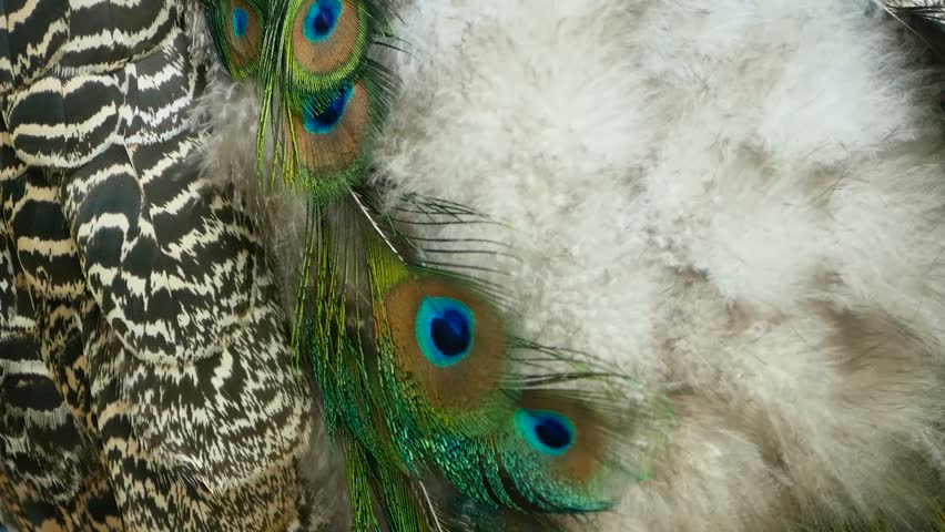 Indian Peacock - Pavo cristatus image - Free stock photo - Public ...
