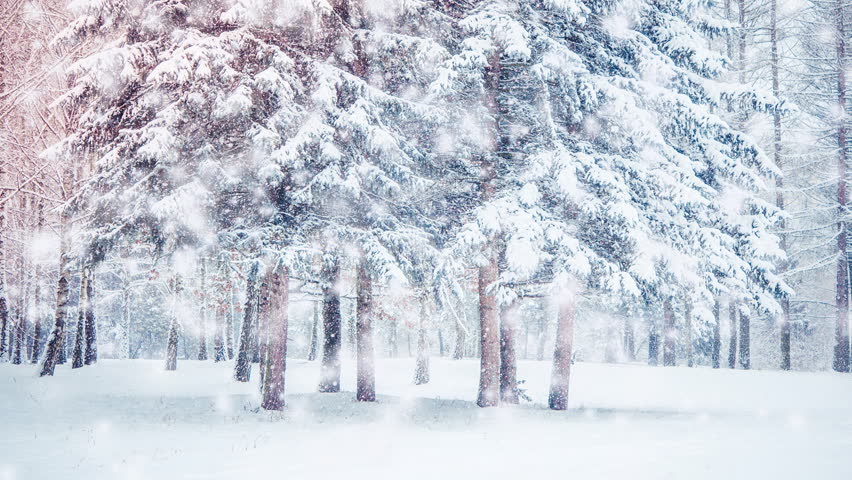 Beautiful Snow-covered Trees Spruce in Stock Footage Video (100% ...