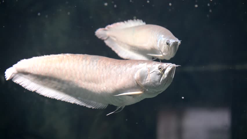 Arowana image - Free stock photo - Public Domain photo - CC0 Images