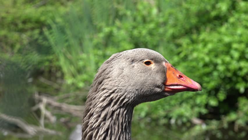 Stock video of gray goose hissing in the | 10184489 | Shutterstock
