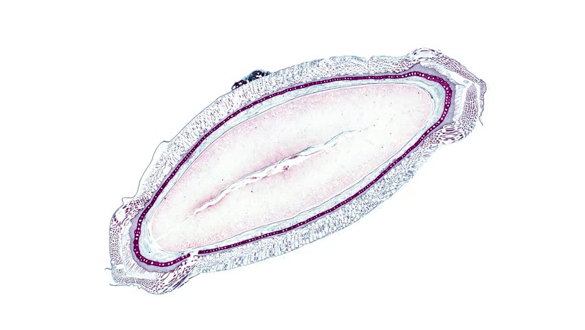 Cucurbita Pepo Pumpkin Seed - Stock Footage Video (100% Royalty-free ...