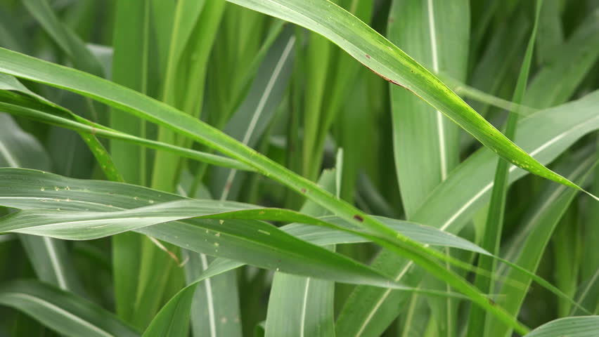 Sorghum Sudanense or Sudangrass Plantation Stock Footage Video (100% ...