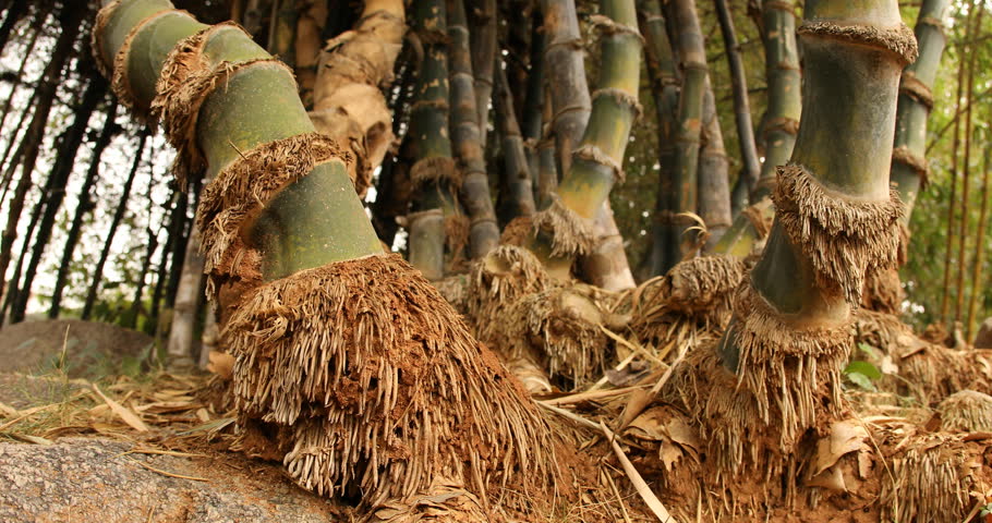 Bamboo Tree Roots